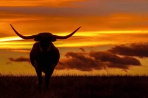 The Inside Story of the Hook'em Horns Hand Gesture - Texas Legacy ...